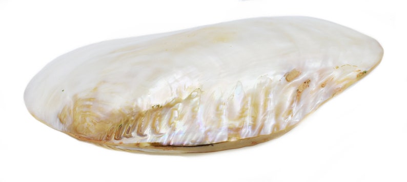One Large Polished Cebu Clam (pair/whole Shell) 6-7" Coastal Decorating ...