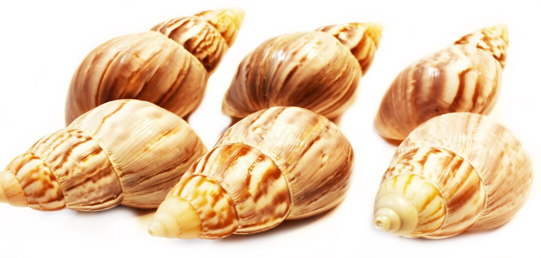 6 Japanese Land Snail Shells (2 1/2-3") Beach Crafts Nautical Decor ...