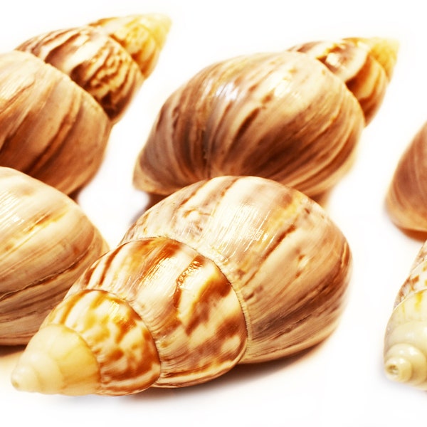 Snail Shells - Etsy