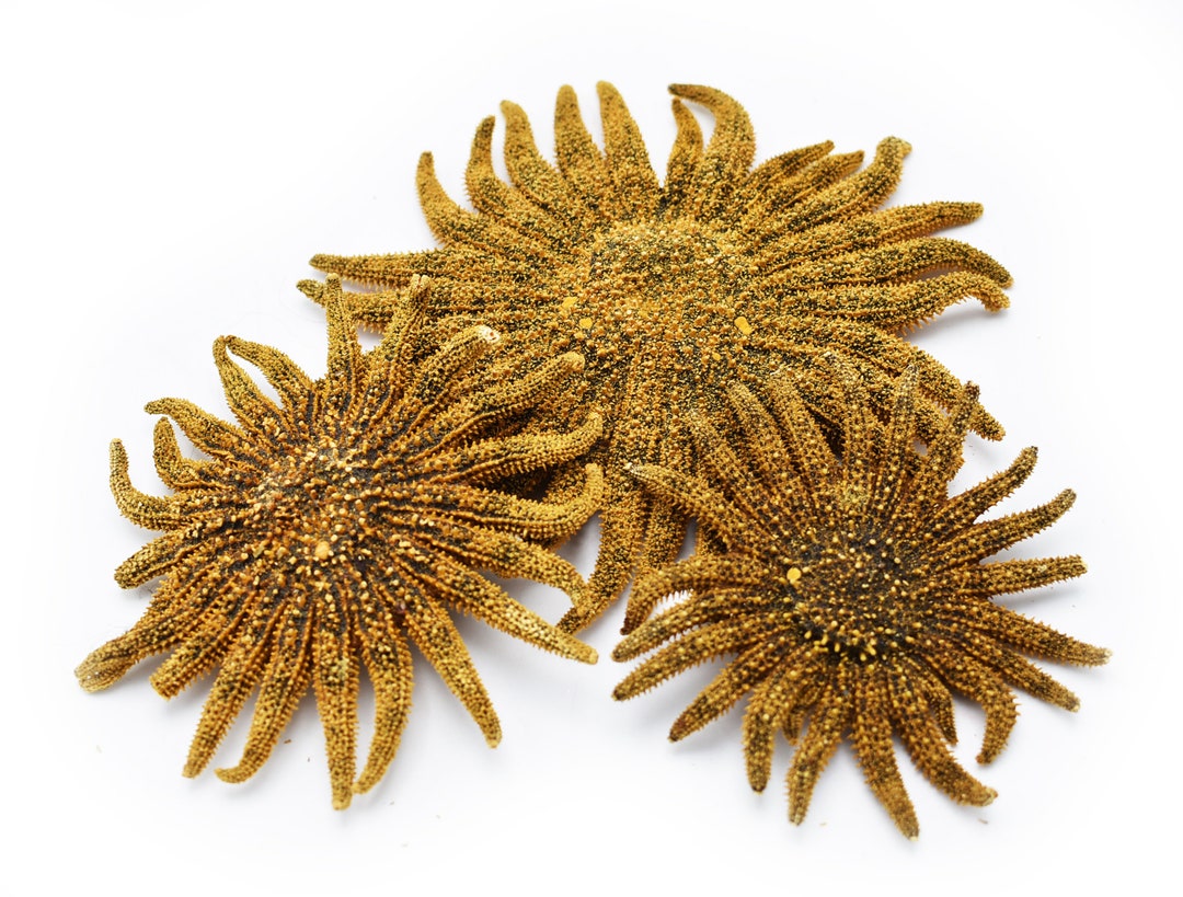 Set of 3 Beautiful Real Multi Leg "sunflower" Starfish About 4 Inch ...
