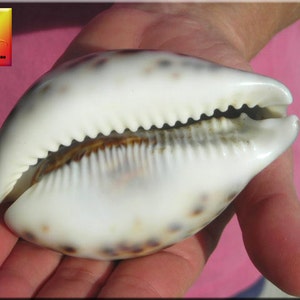 Set of 12 Large Tiger Cowrie Shells 3 Seashell - Etsy