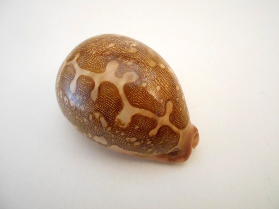 One Map Cowrie Shell cypraea Mappa 2 1/2 Beach Crafts - Etsy