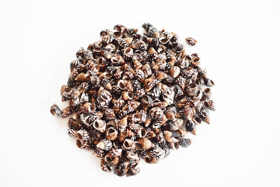 Bulk 1 Lb 500-600 Tiny Planaxis Sulcata Shells - Etsy