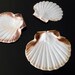 One (1) Irish Flat Scallop Shell Seashell 3"-4" Crafts Beach Cottage ...