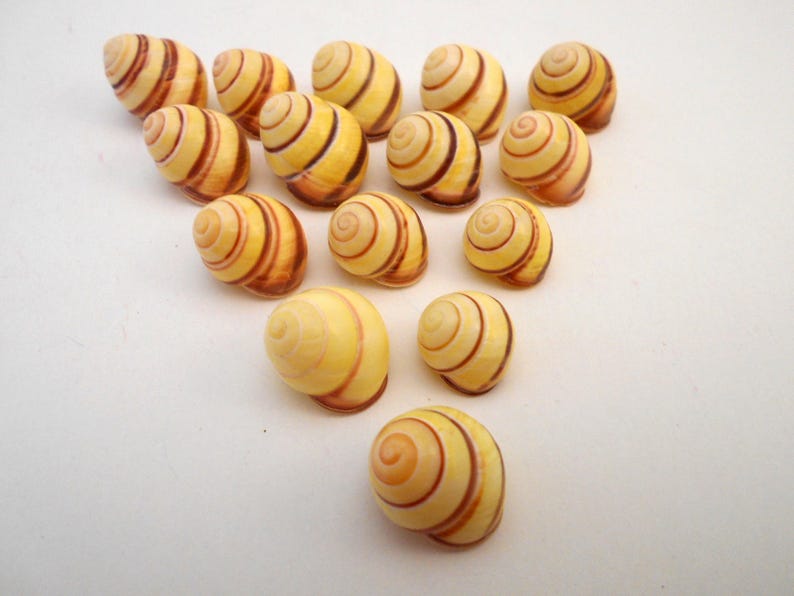 24 Beautiful Striped Yellow Land Snail Shells | Etsy