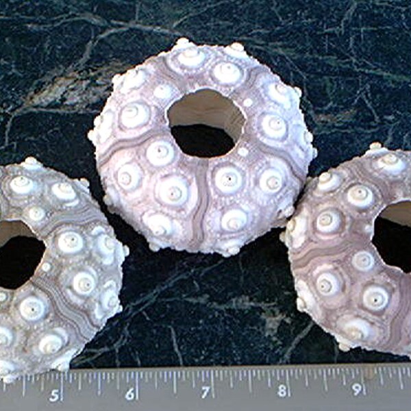Sea Urchin Shells - Etsy