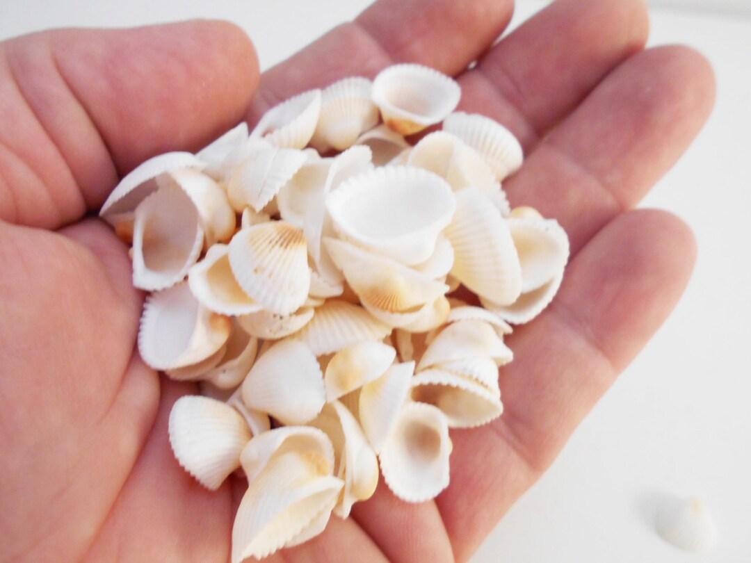 8oz (400) Tiny White Granosa Shells 1/2-3/4" Beach Crafts Wedding Decor ...