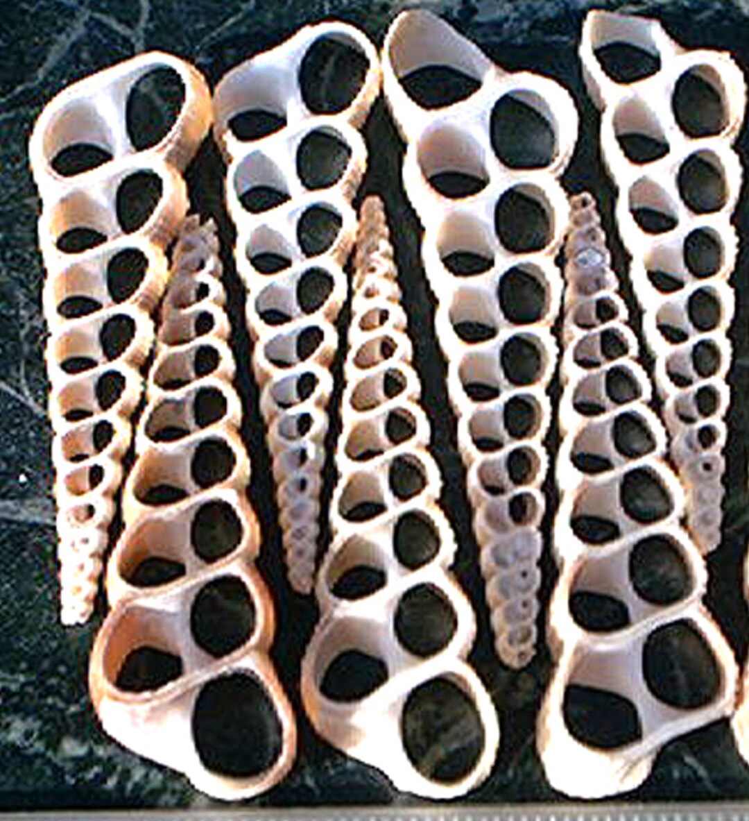 Set of 100 Large Center Cut Turretella Terebra Shells (3-4") Coastal ...