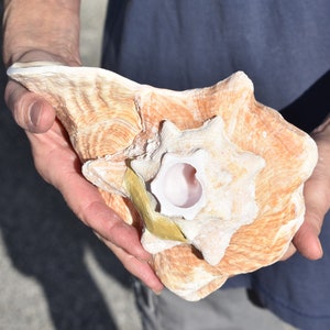 Bahama Pink Queen Conch Shell Horn: Beach Wedding Trumpet (6-7 Inch ...