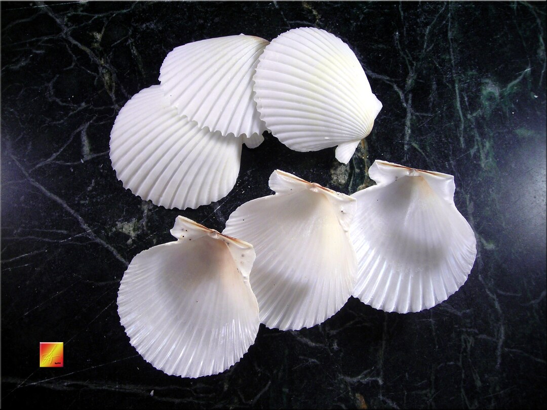 Set of 100 White Florida Scallop Shells (about 2") Seashells for Beach ...