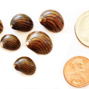 100 Striped Nerita Columbella Shells (3/8-7/8") Beach Crafts Coastal ...
