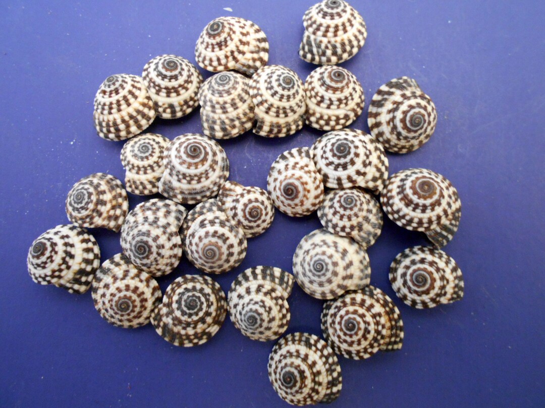 100 Tiny Heliacus Mini Shells 1/4 1/2 X-small Seashell Crafts Coastal ...