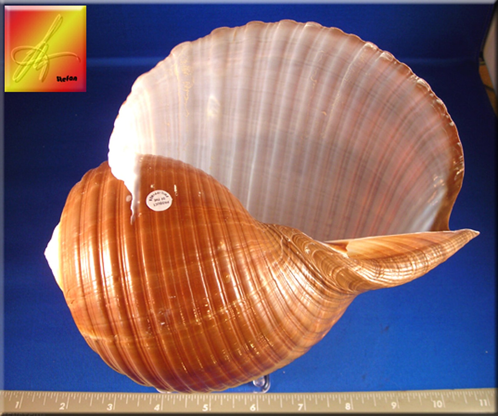 Giant Tun Shell Seashell about 8 Tonna Galea Beach - Etsy UK