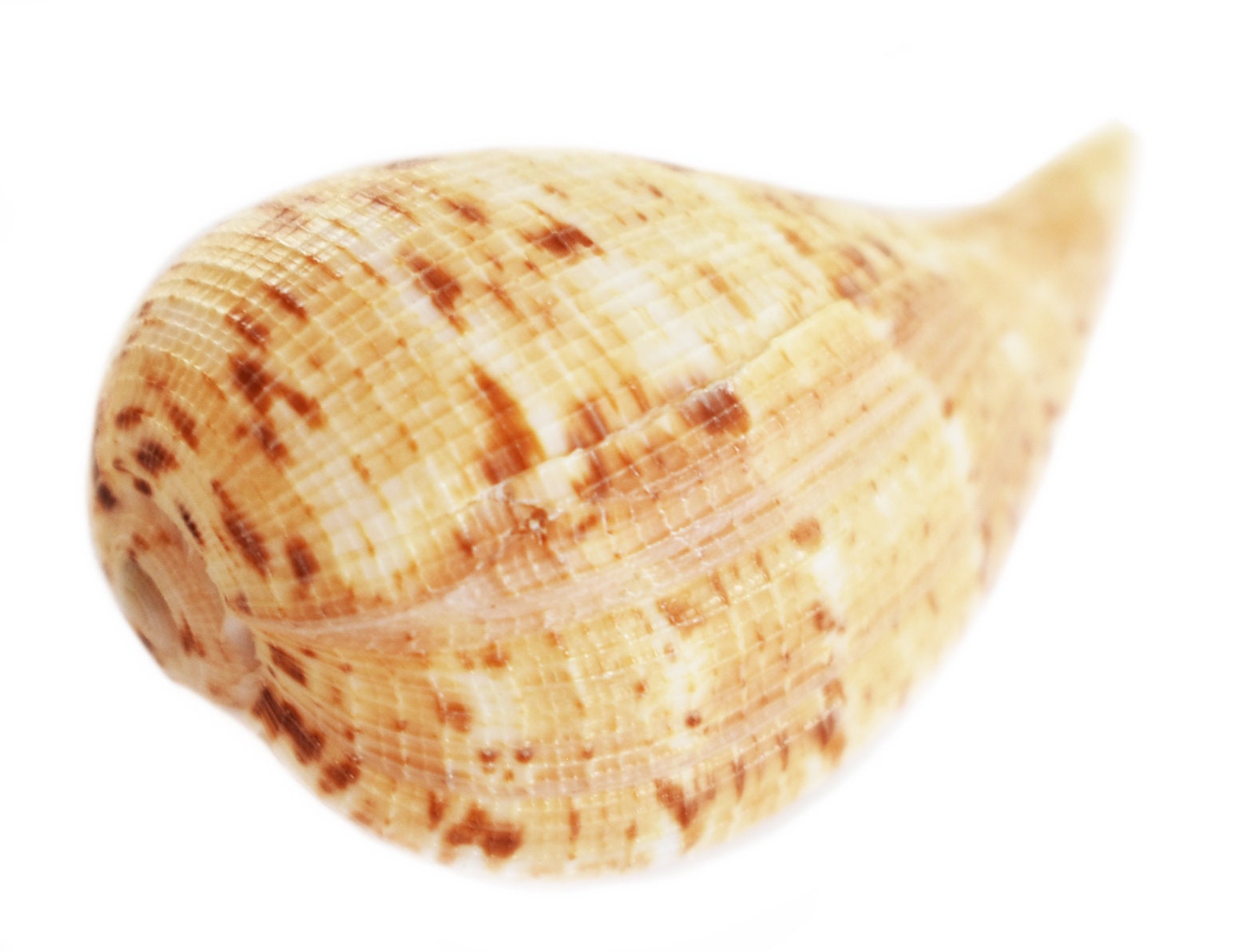 Set of 12 Graceful Fig Shells about 2 Beach Crafts | Etsy