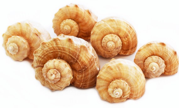 Set of 6: Beautiful Large Rapana Whelk Seashell 2 - Etsy