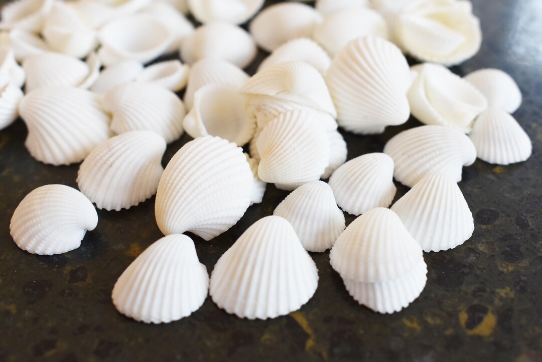1 Lb Tiny White Granosa Shells 1/2-3/4" Beach Crafts Wedding Decor ...