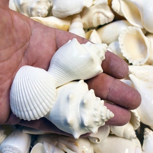 4 Lbs of Large White Seashells (gallon + / 100+ Pcs) Vase Filling Beach ...