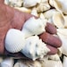 4 Lbs of Large White Seashells (gallon + / 100+ Pcs) Vase Filling Beach ...