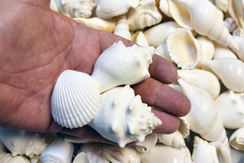 4 Lbs of Large White Seashells gallon / 100 Pcs Vase - Etsy
