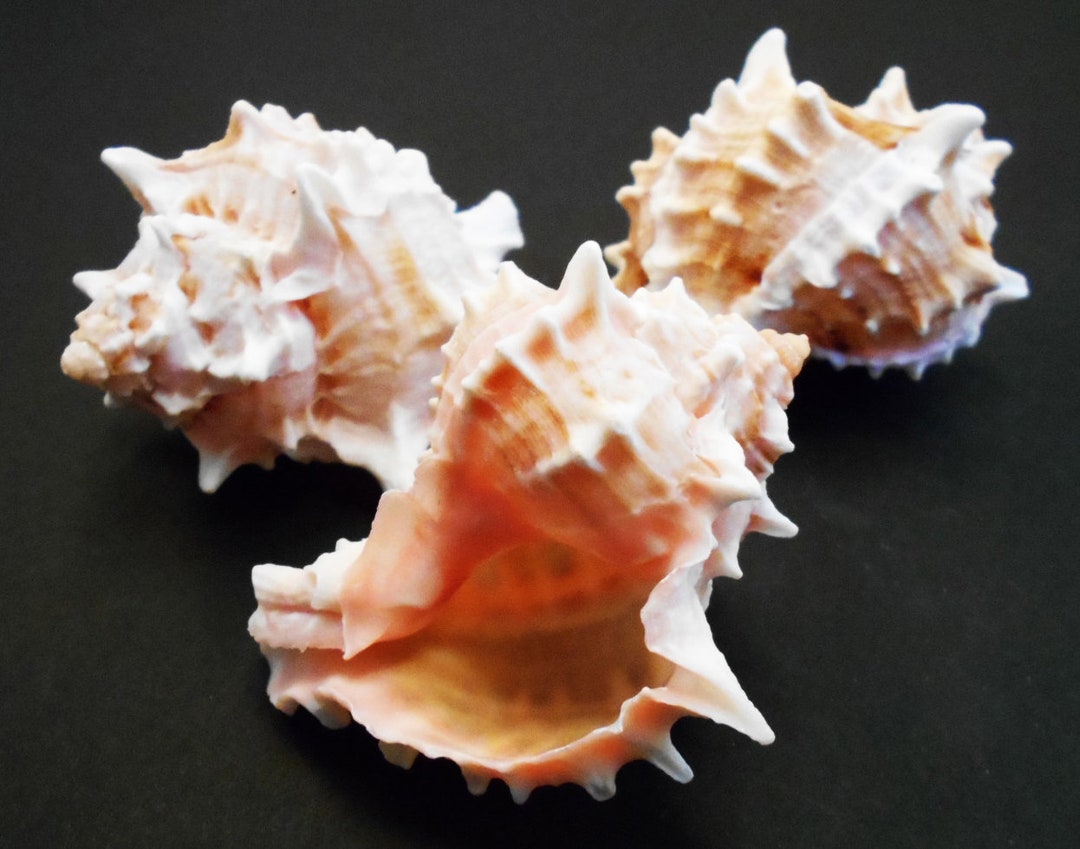 Set of 12 : Pink Murex Shell Small 2-3" Beach Wedding Crafts Decor ...
