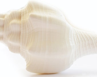 Large Conch Shell - Etsy