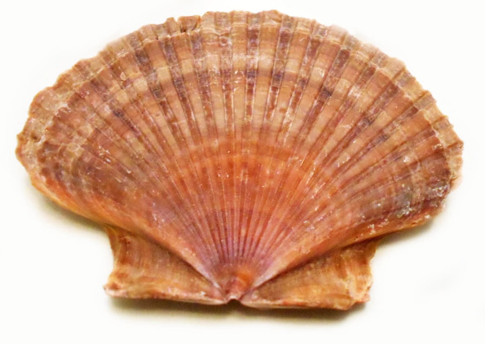 100 Mexican Flat Scallop Shells Seashells Large 3" Crafts Coastal Beach ...