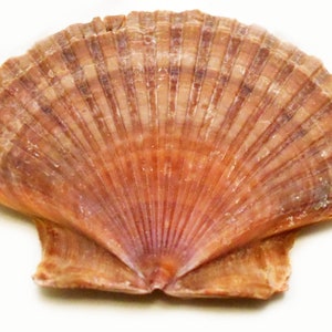 100 Mexican Flat Scallop Shells Seashells Large 3" Crafts Coastal Beach ...