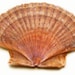 100 Mexican Flat Scallop Shells Seashells Large 3" Crafts Coastal Beach ...
