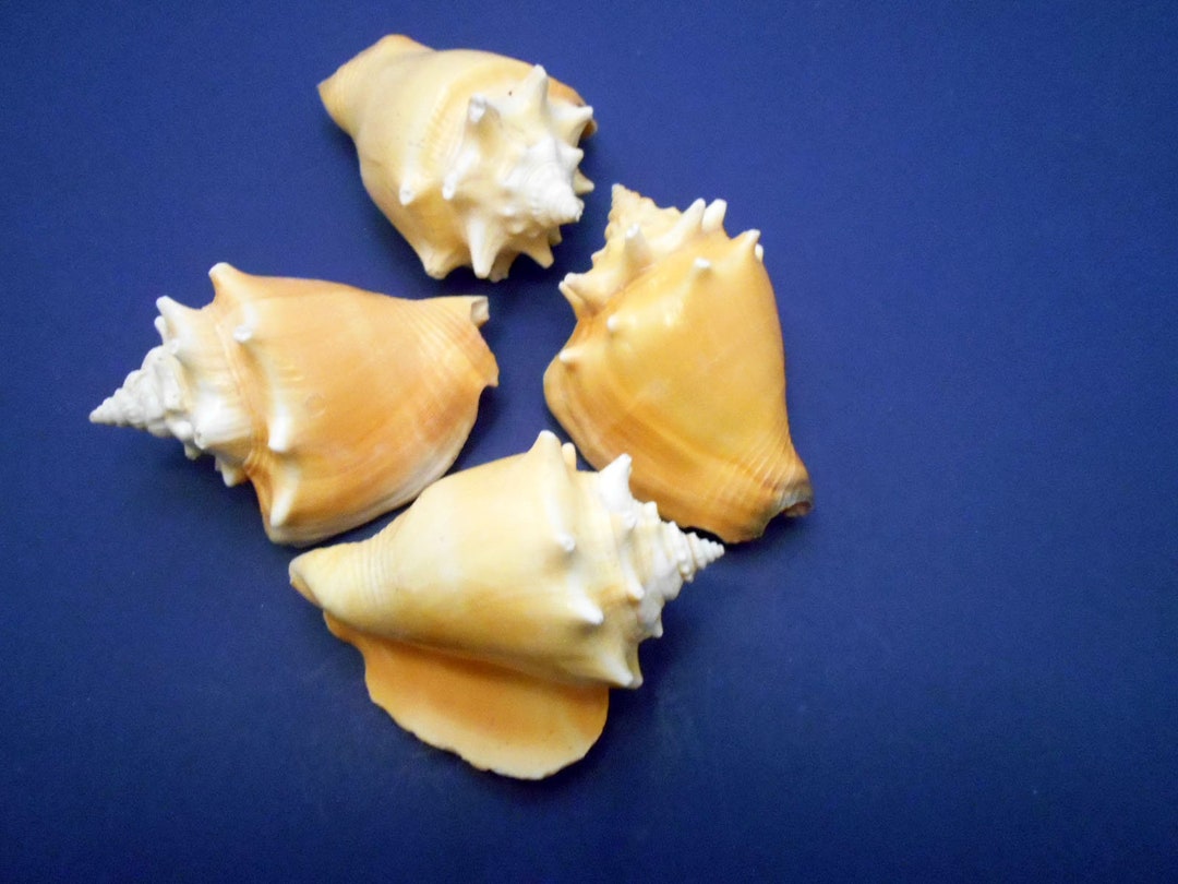 Set of 12: Unique Conch Roller Shells (2 1/2" - 3 1/2") Coastal Crafts ...