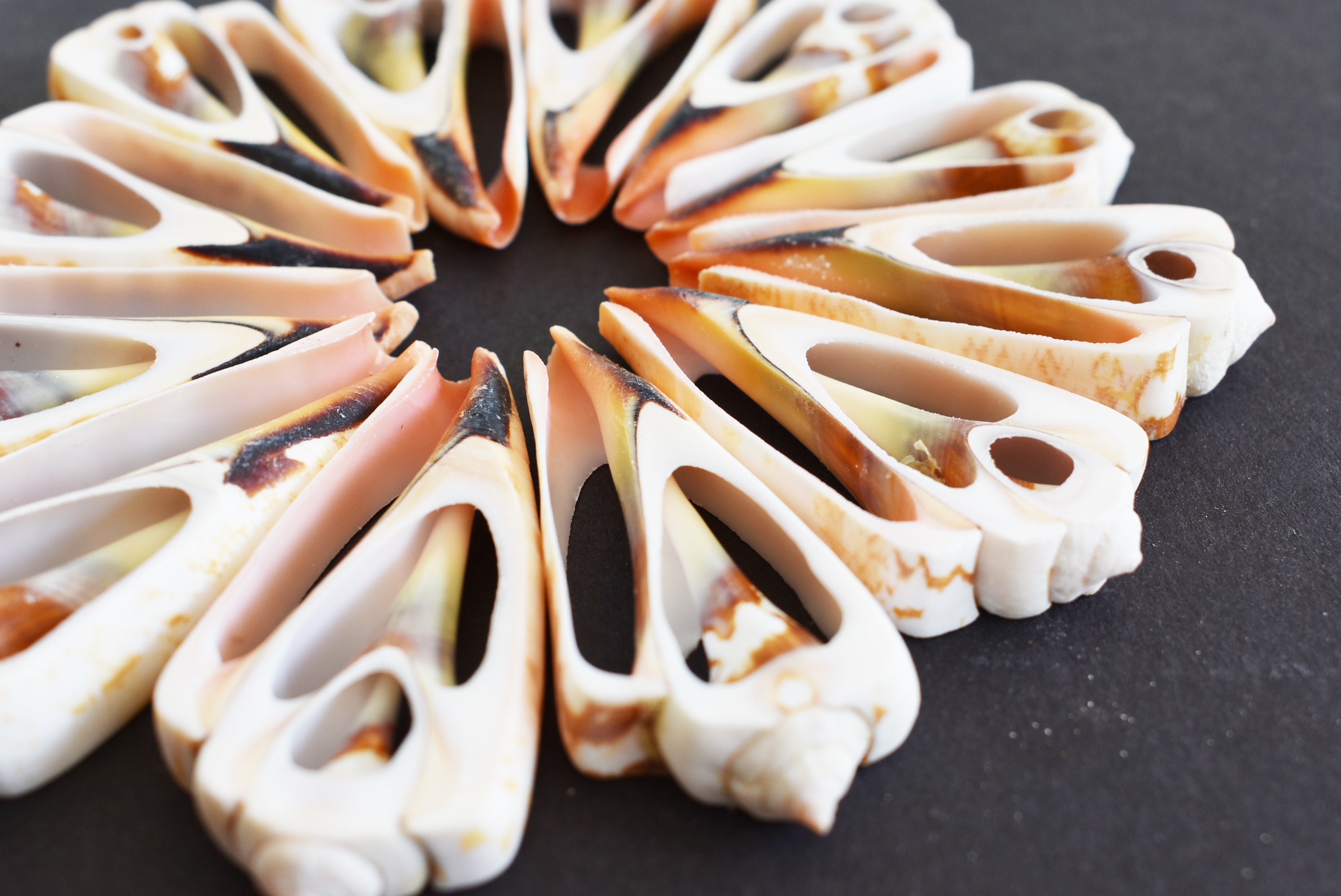 24 Center Cut Strawberry Strombus Shells 1 1/2"-2" Beach Nautical ...