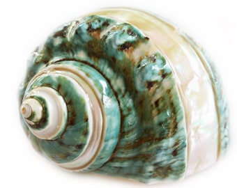 Polished Jade Turbo Burgess Shell 3-1/24turban - Etsy