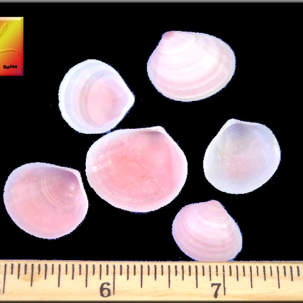 Shells for Sale - Etsy