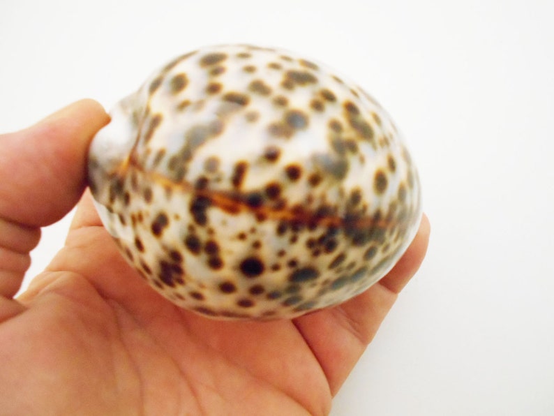 6 Large Tiger Cowrie Shells cypraea Tigris 3 Beach - Etsy
