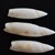 6 Pack: Map Cowrie Shell (cypraea Mappa) 2 1/2" Beach Crafts Nautical ...