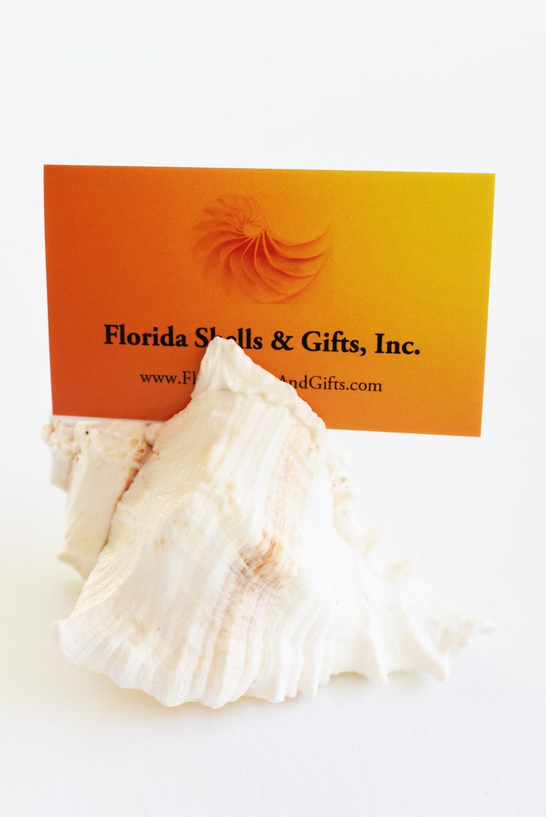 Set of 36 Tropical Seashell Place Card Holders Beach Wedding - Etsy