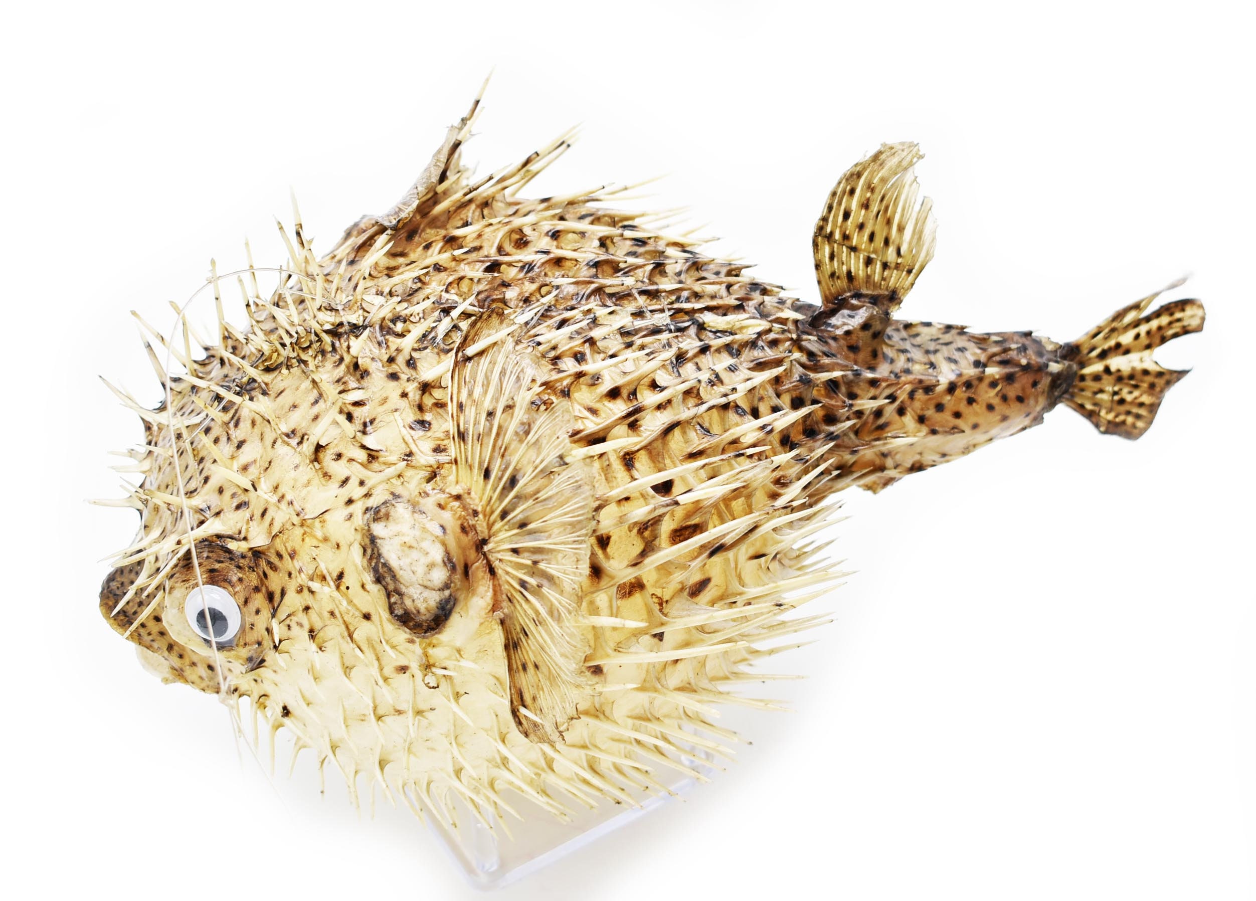 Beautiful Giant Dried Blowfish (porcupine Fish) 15" Taxidermy Nautical ...