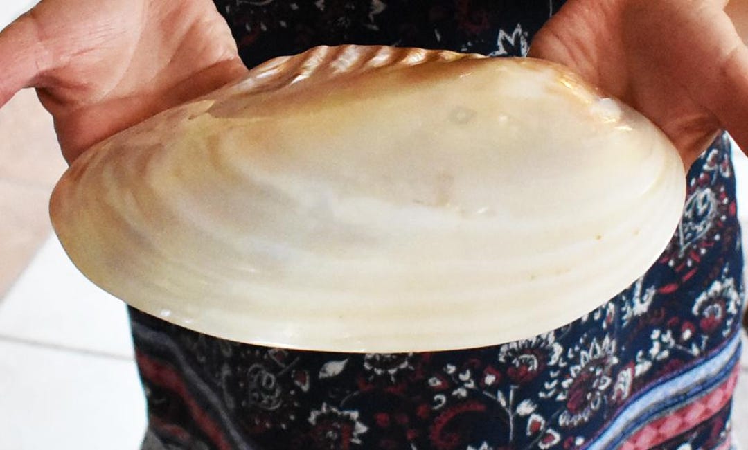 One X-large Polished Cebu Clam (single/half Shell) 8-9" Coastal ...