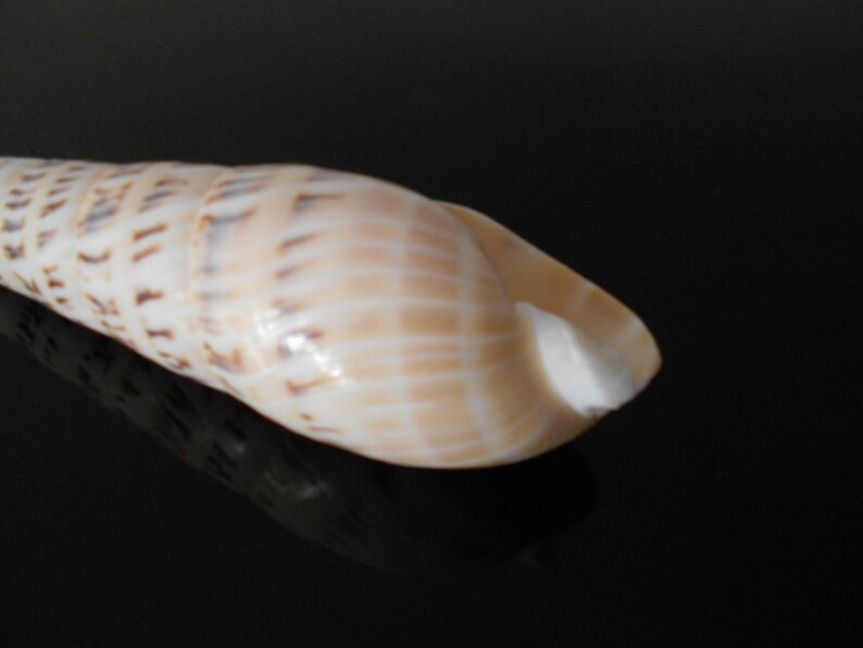 Beautiful Marlinspike Seashell XL 7 1/2" Terebra Maculata Shell Beach ...