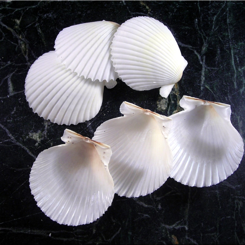 Shell Craft - Etsy