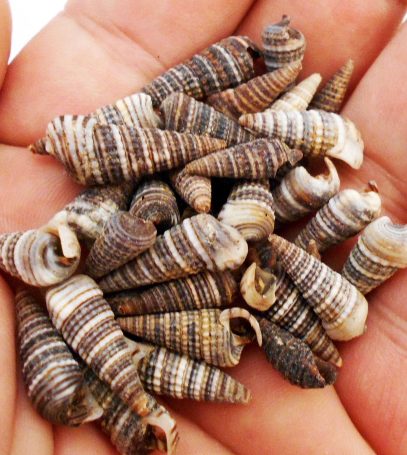 Set of 100 Tiny Cerithium Sulcata Shells 1/2-3/4 Beach | Etsy