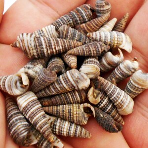 Set of 100 Tiny Cerithium Sulcata Shells 1/2-3/4 Beach Crafts Vase ...
