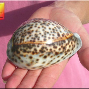 Set of 12 Large Tiger Cowrie Shells 3 Seashell Cypraea Tigris Beach ...