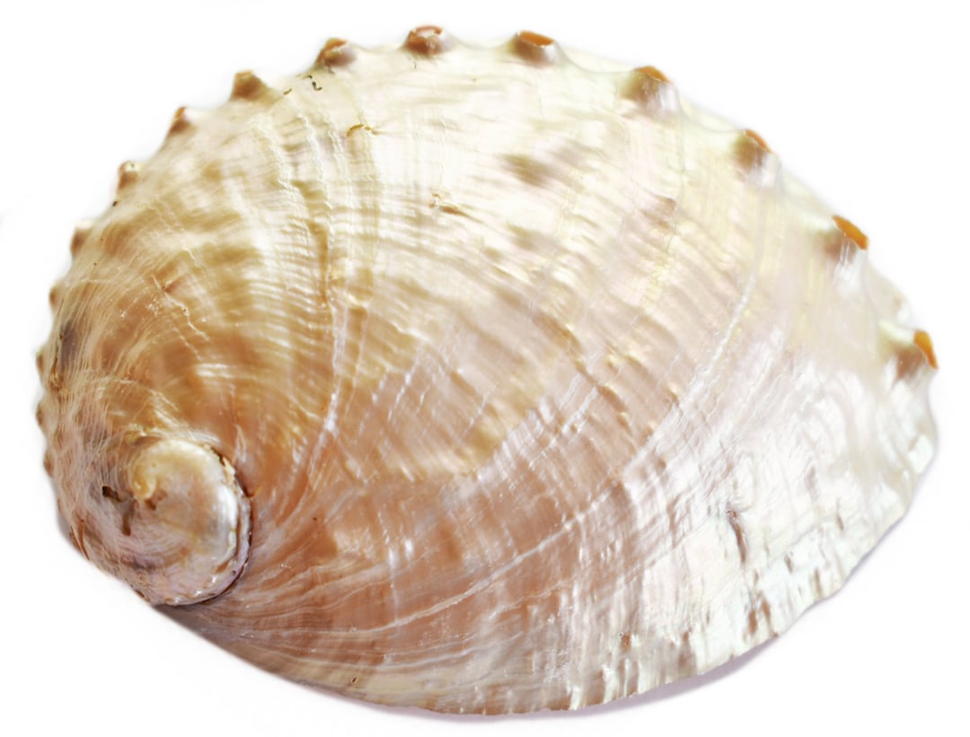 Silver Abalone Shell 3 1/2" - 4 Inch Smudging Beach Cottage Decor ...