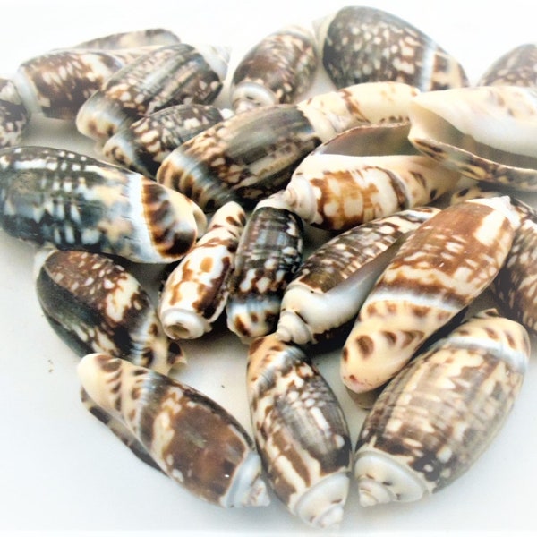 Seashell Crafts - Etsy