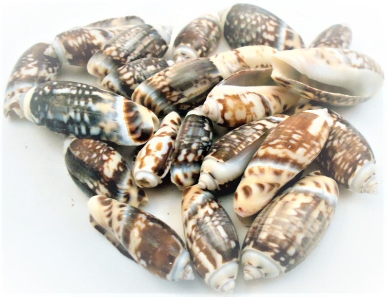 100 Olive Gibbosa Shells 1" - 1.75" Seashells Crafts Beach Nautical ...