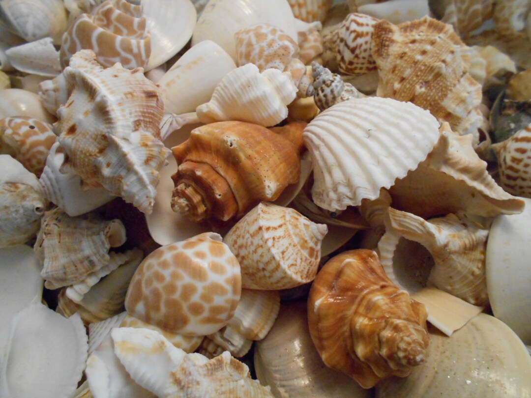 Bulk 4 Lbs (about a Gallon) of Medium Size Tropical Shell Mix (3/4" - 1 ...