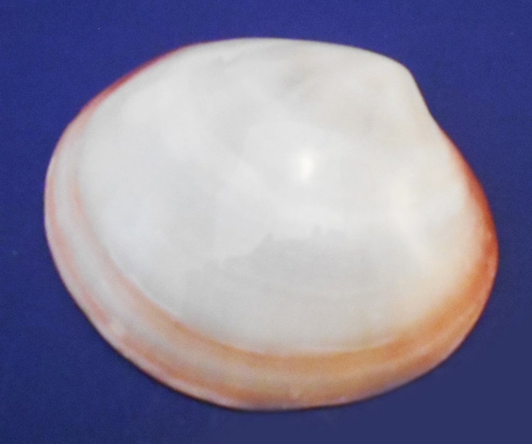 Polished Tiger Clam (single/half) Shells Seashell 3-4" (80-100mm ...