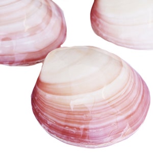 6 Polished Tiger Clam Pair Shells Seashell 3-4" (80-100mm) Coastal ...