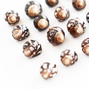 Bulk 1 Lb (500-600) Tiny Planaxis Sulcata Shells (1/2-3/4") Beach Craft ...