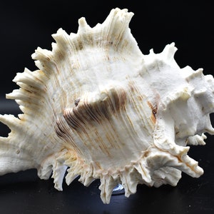 Giant Murex Ramosus Shell (8.5" X 6" X 5.5") Collectors Seashell One of ...